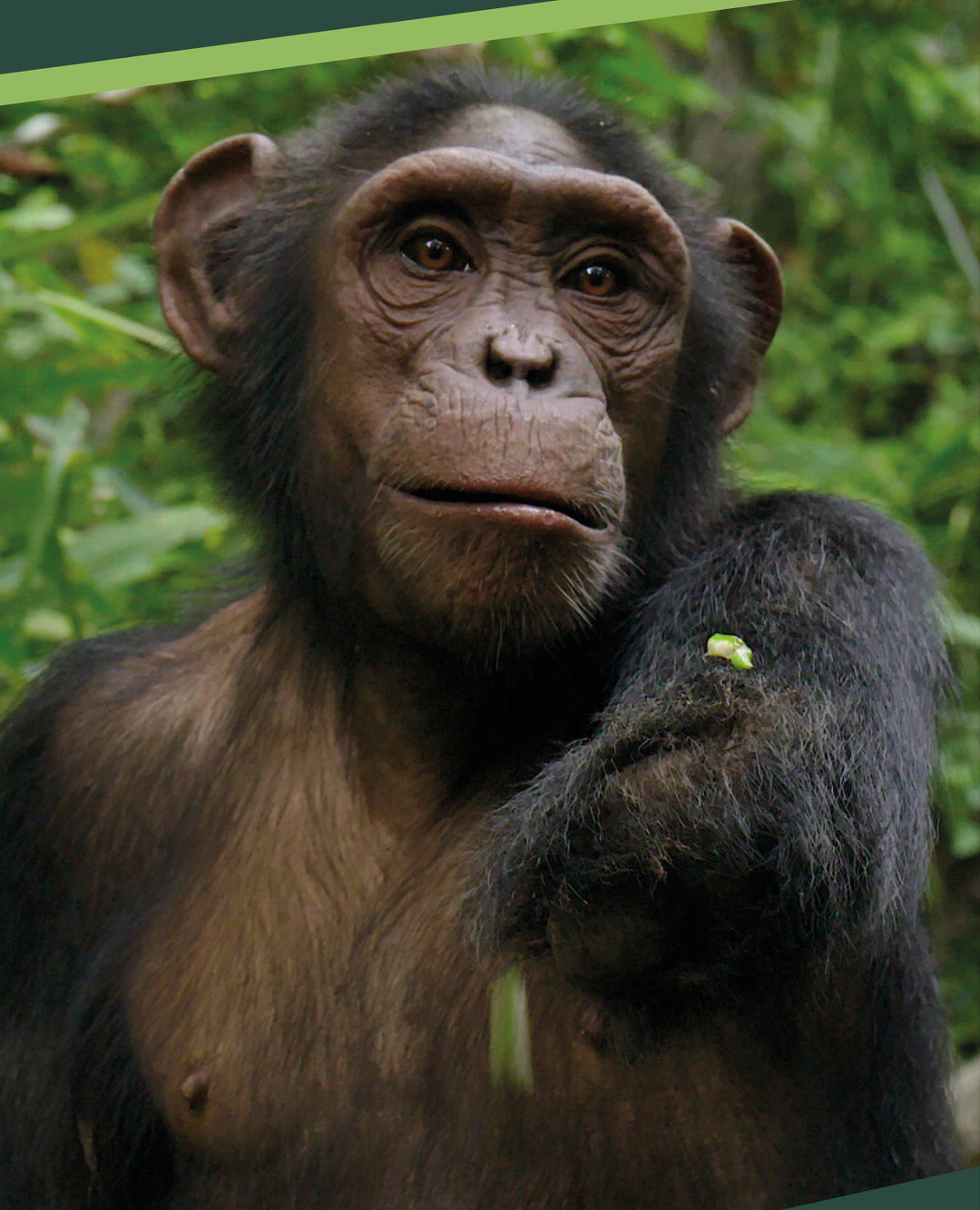 Lefrik US - Jane Goodall Institute - Chimp Guardian Programme – Lefrik USA